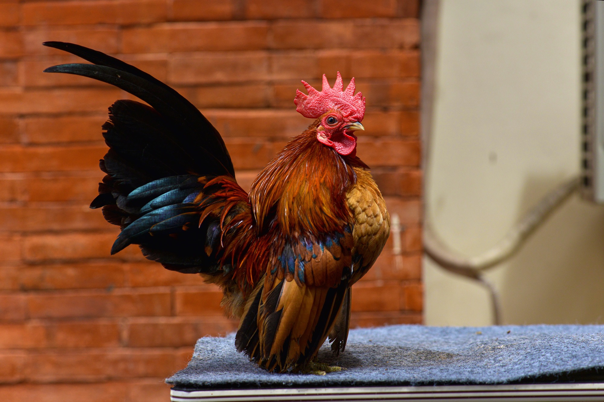 Gà Serama Là Gà Gì? Các Giống Gà Serama Trên Thế Giới Hiện Nay